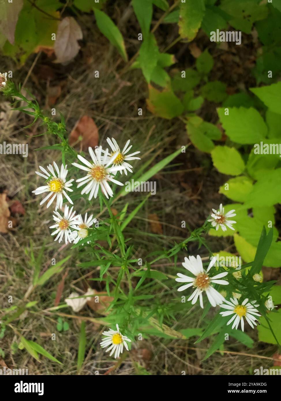 hairy white oldfield aster (Symphyotrichum pilosum) Plantae Stock Photo - Alamy