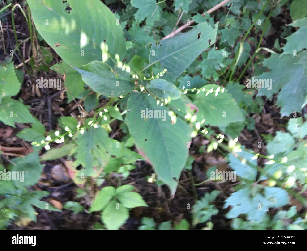 American jumpseed (Persicaria virginiana) Plantae Stock Photo - Alamy