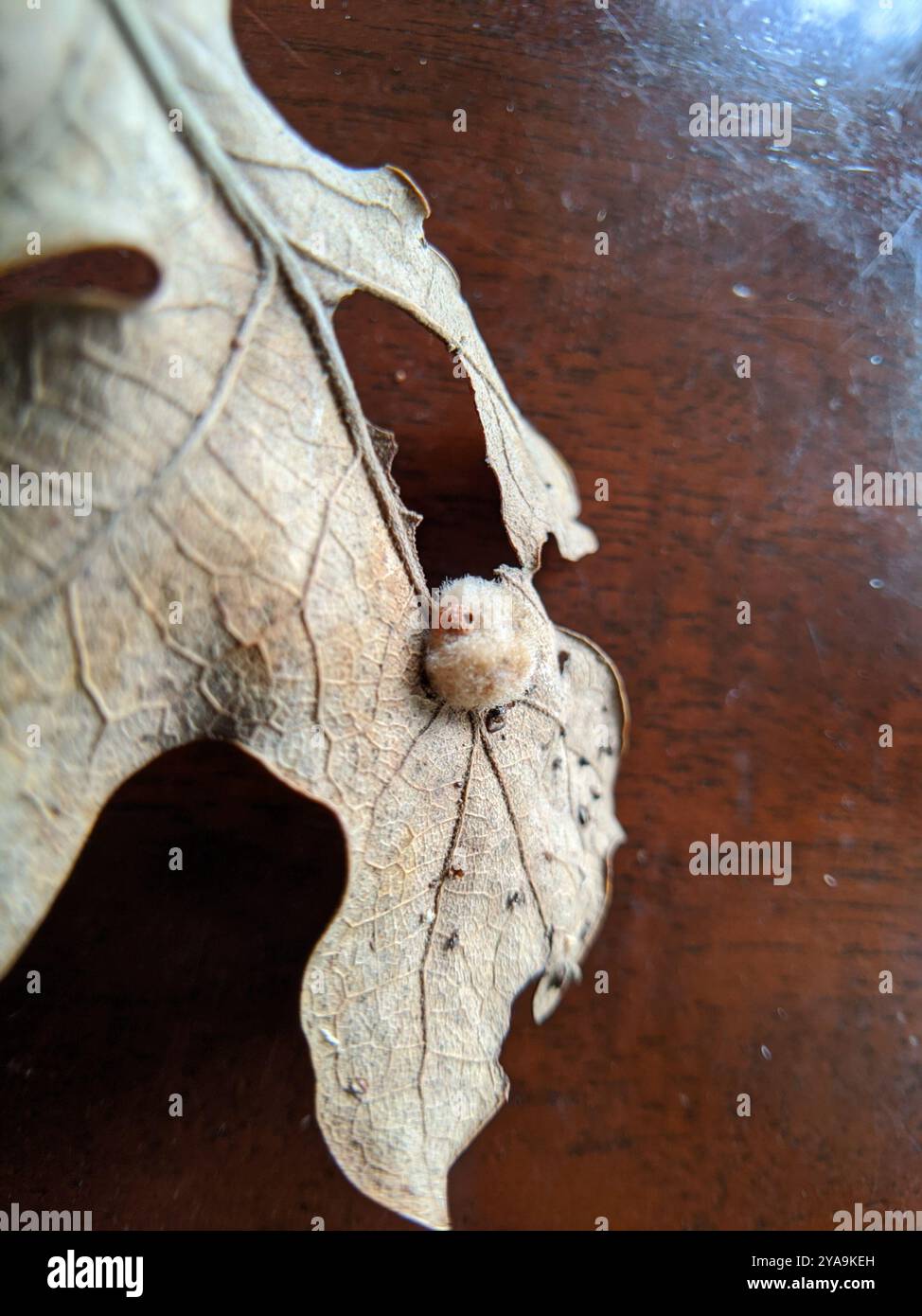 Oak Gall Wasps (Cynipini) Insecta Stock Photo - Alamy