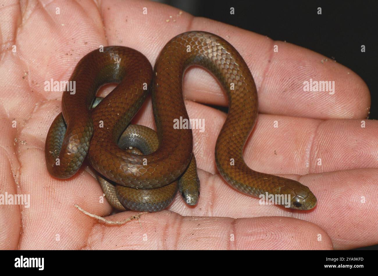 Common Slug-eater (Duberria lutrix) Reptilia Stock Photo - Alamy