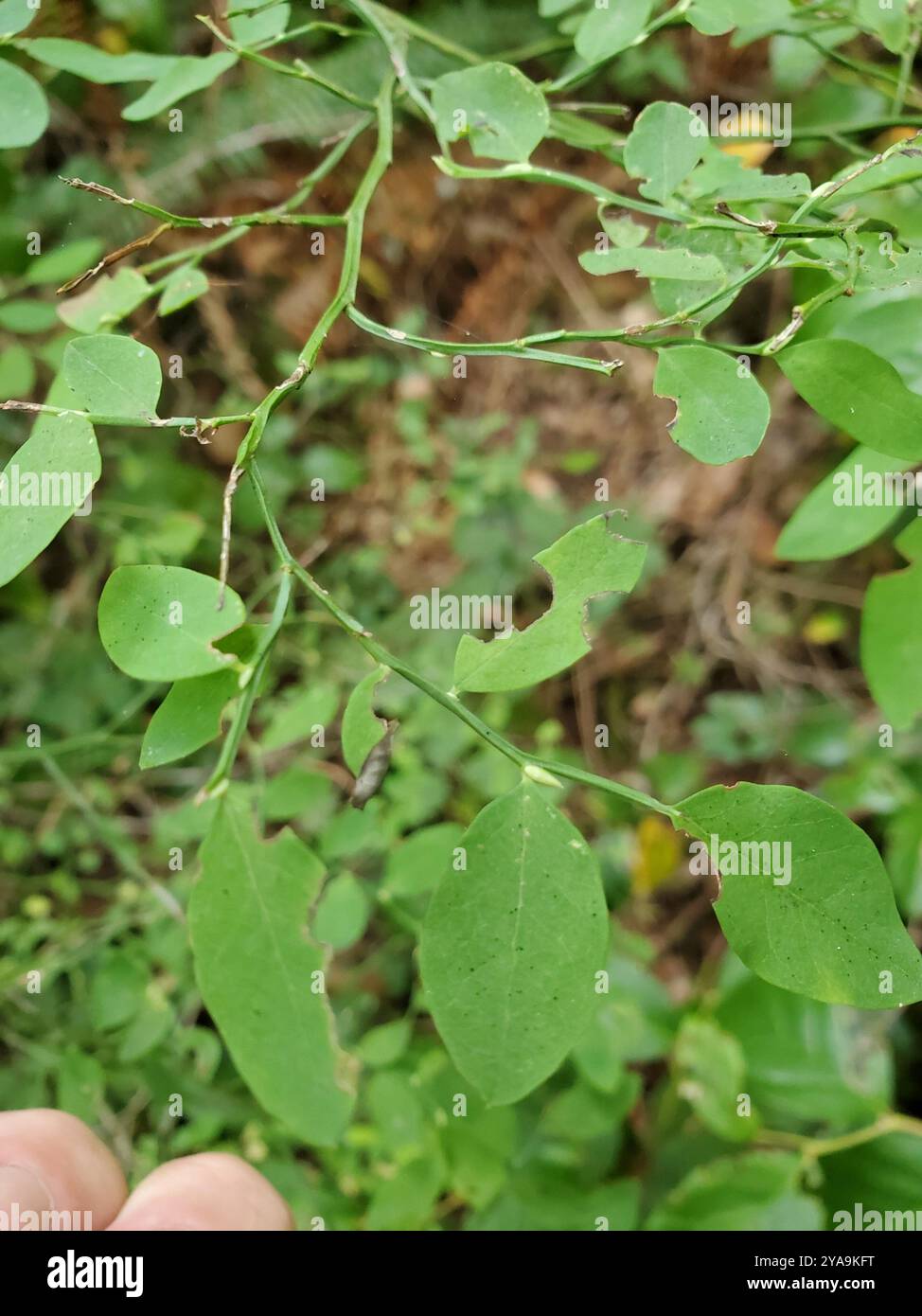Red Huckleberry (Vaccinium parvifolium) Plantae Stock Photo - Alamy