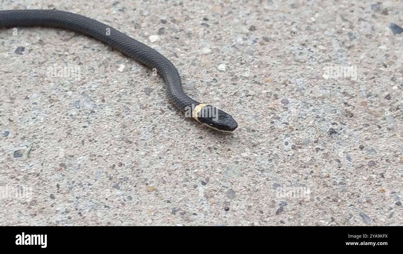 ring-necked snake (Diadophis punctatus) Reptilia Stock Photo - Alamy
