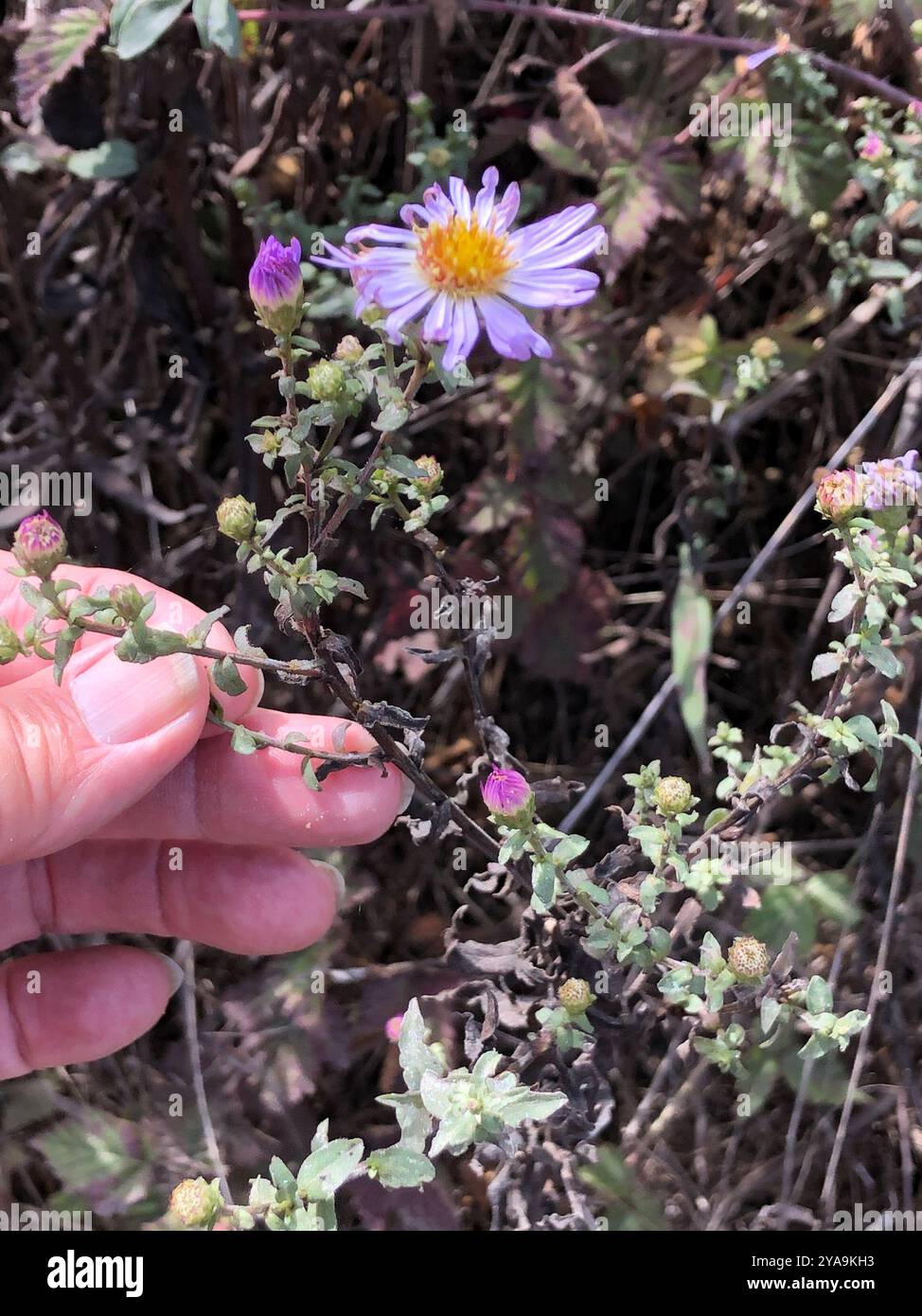 Pacific Aster (Symphyotrichum chilense) Plantae Stock Photo - Alamy