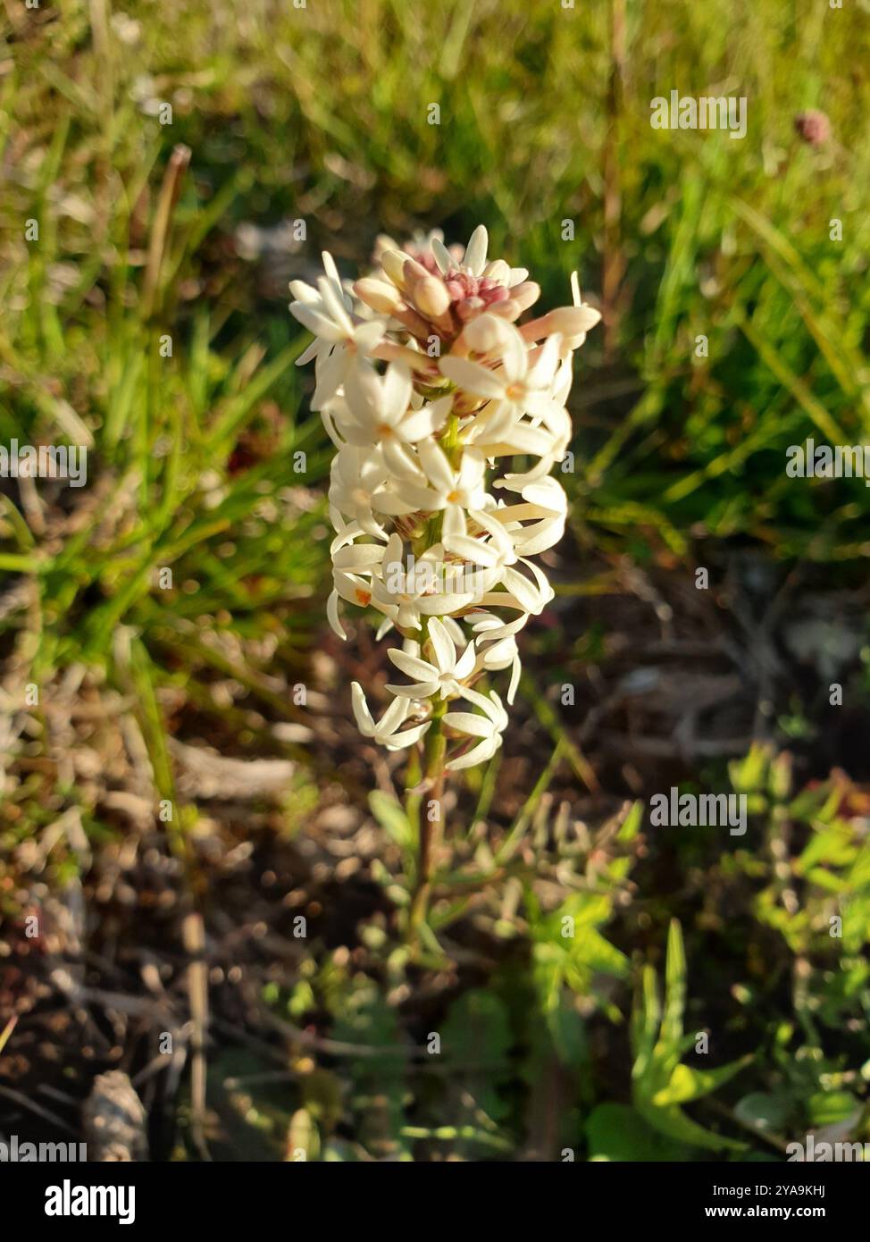 Creamy Candles (Stackhousia monogyna) Plantae Stock Photo - Alamy