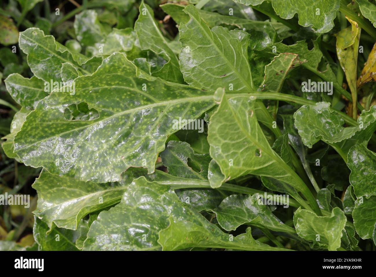 sea beet (Beta vulgaris maritima) Plantae Stock Photo - Alamy