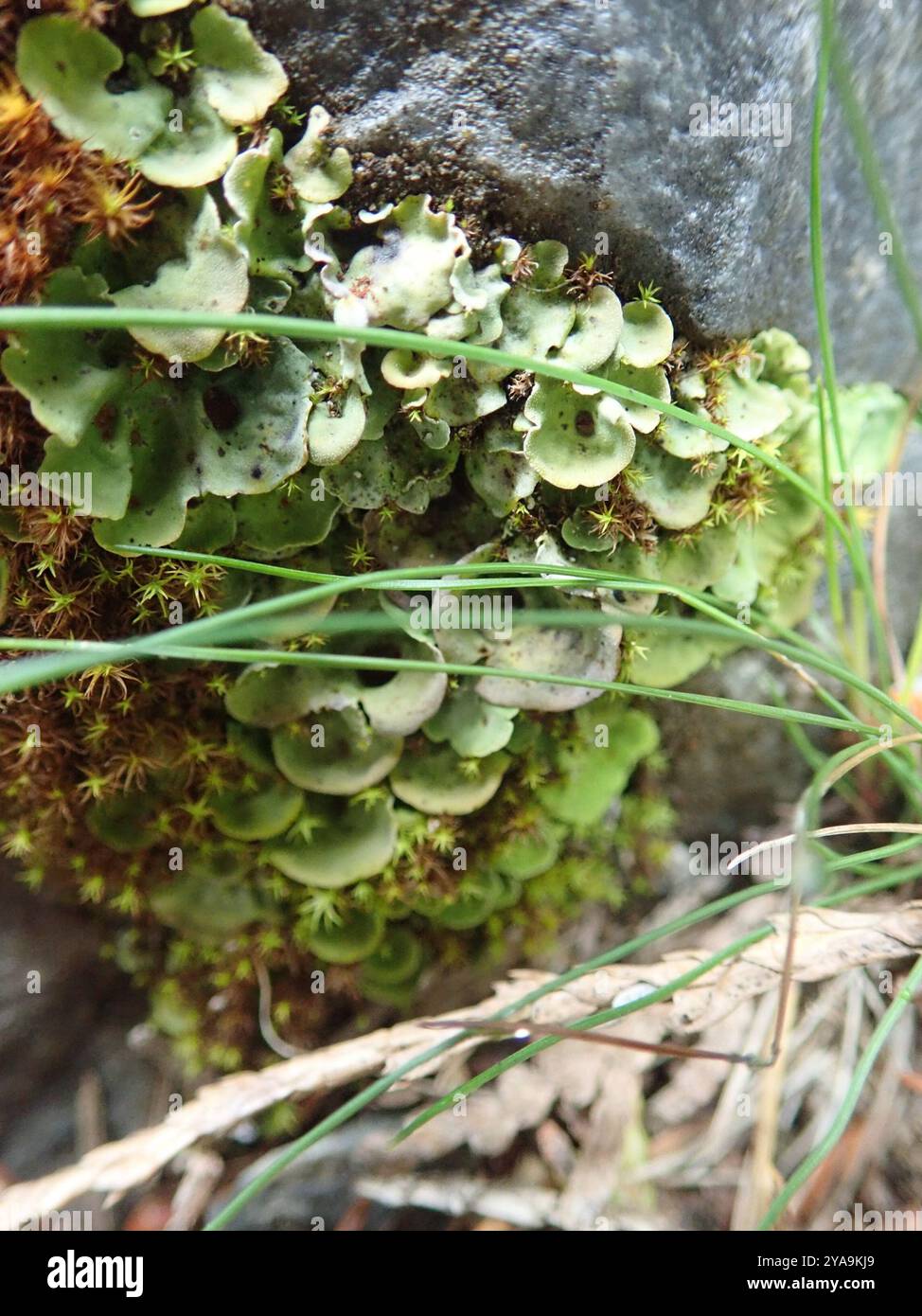 Common Chocolate Chip Lichen (Solorina saccata) Fungi Stock Photo - Alamy