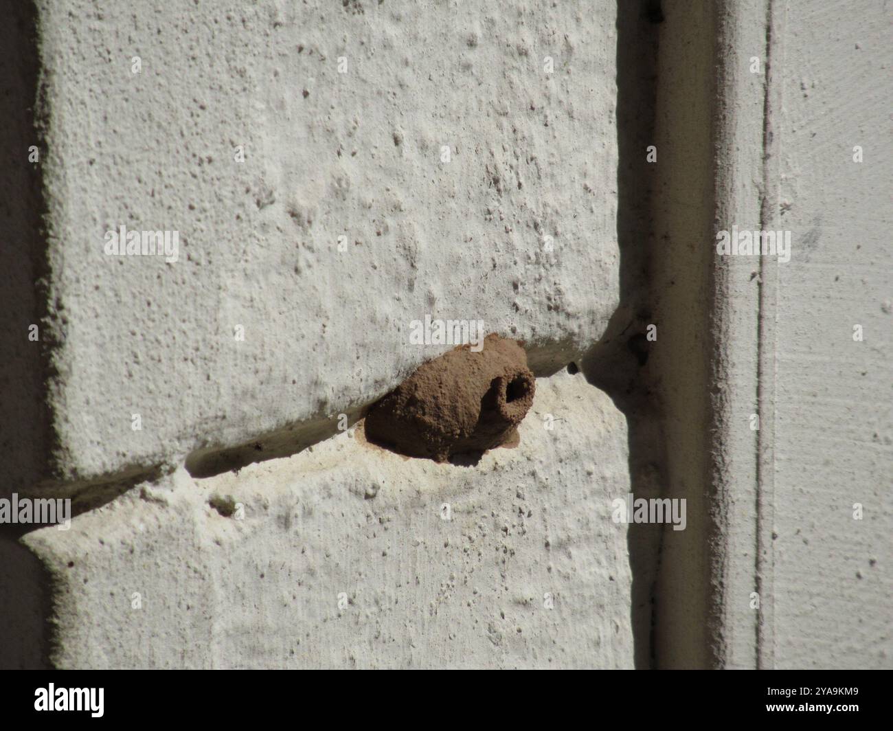 Potter and Mason Wasps (Eumeninae) Insecta Stock Photo - Alamy