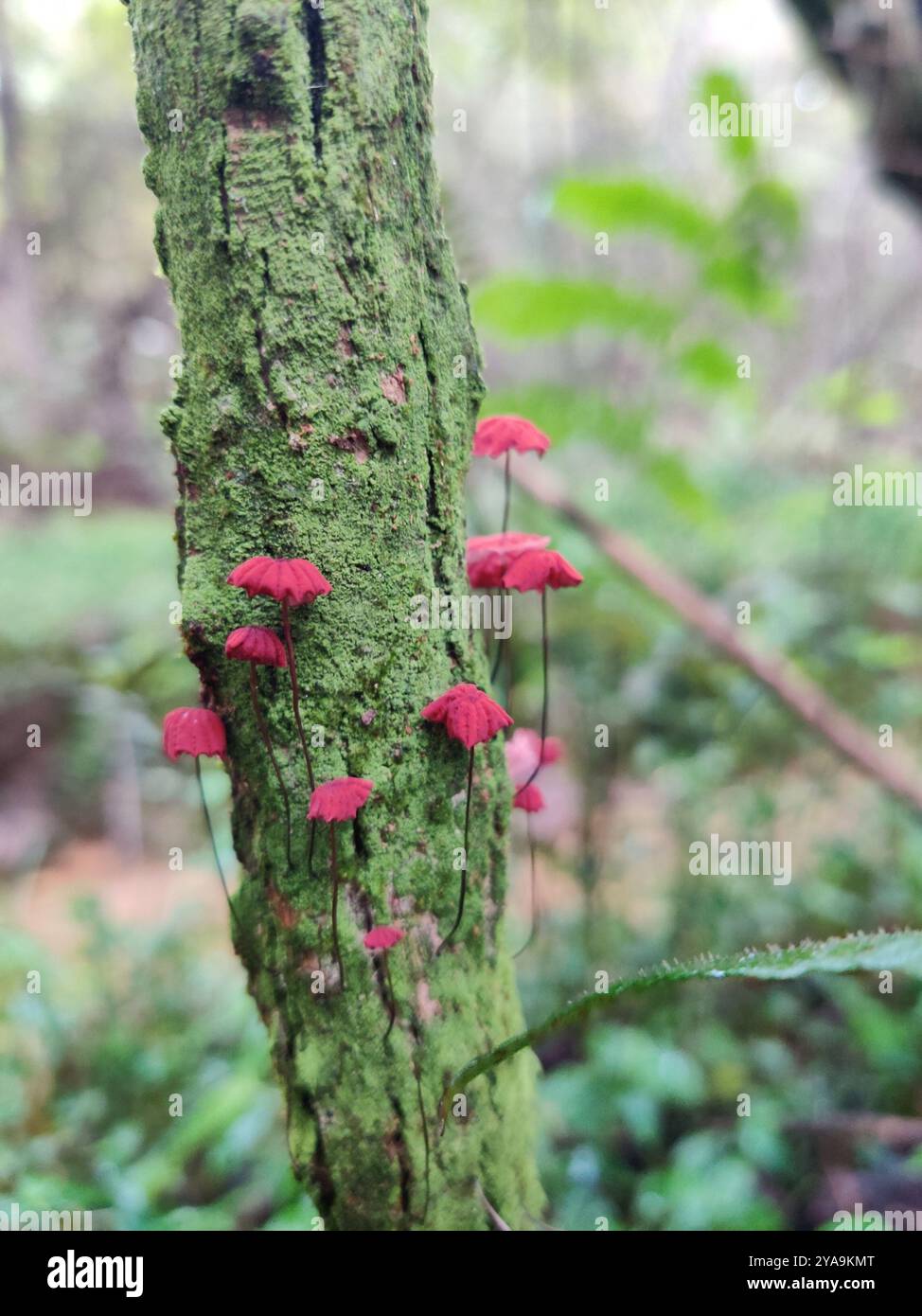 purple pinwheel (Marasmius haematocephalus) Fungi Stock Photo - Alamy
