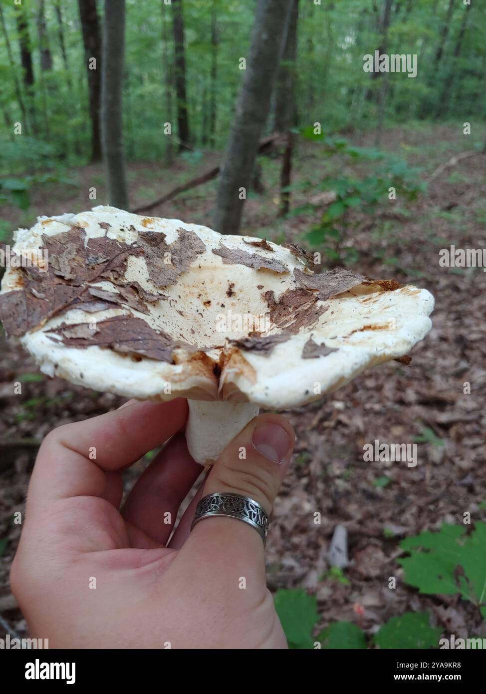 Short-stemmed Russula (Russula brevipes) Fungi Stock Photo - Alamy