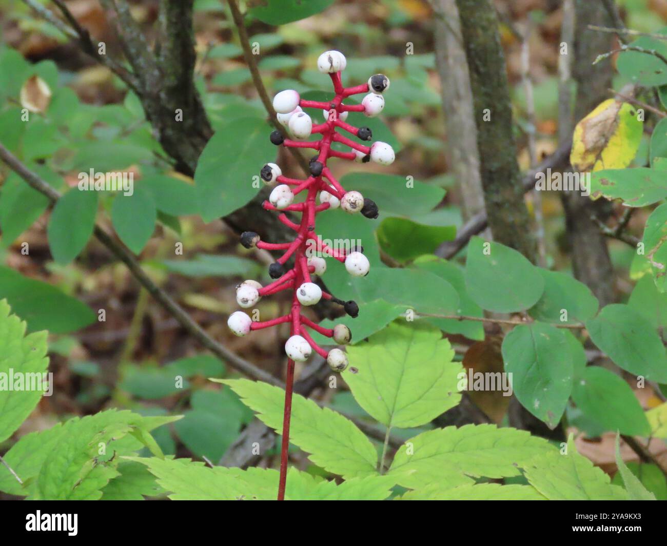 white baneberry (Actaea pachypoda) Plantae Stock Photo - Alamy
