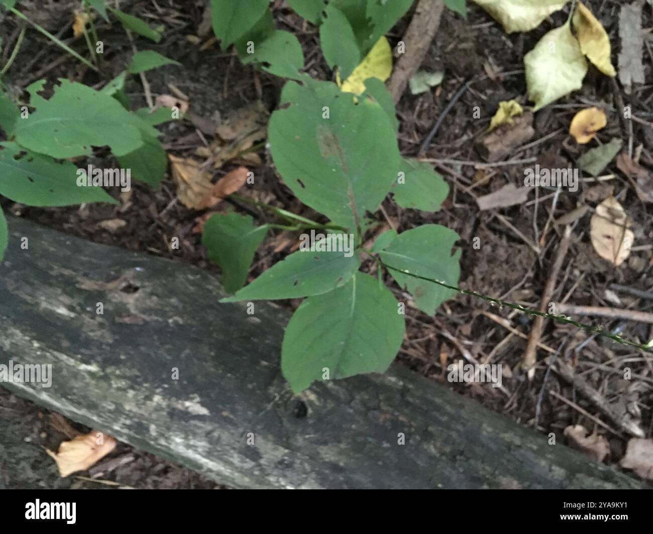 American jumpseed (Persicaria virginiana) Plantae Stock Photo - Alamy
