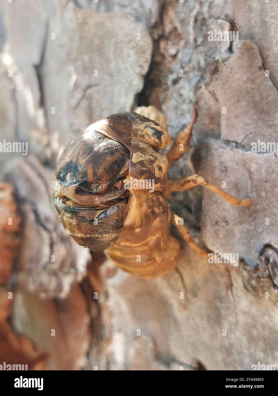 Fall Southeastern Dusk-singing Cicada (Megatibicen figuratus) Insecta ...