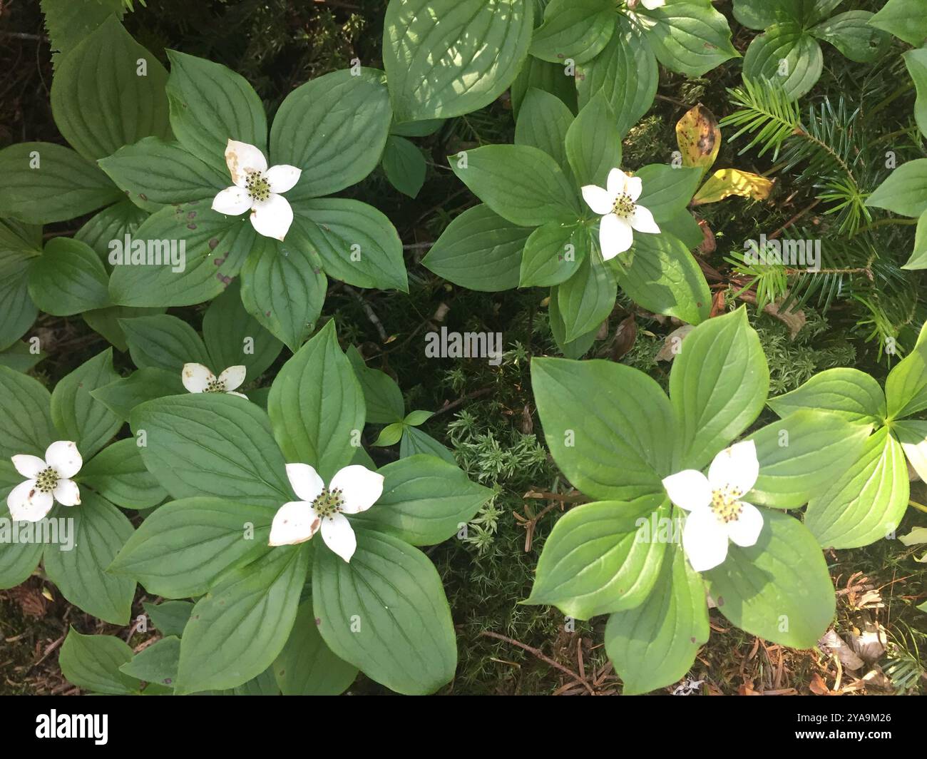 Canadian bunchberry (Cornus canadensis) Plantae Stock Photo - Alamy