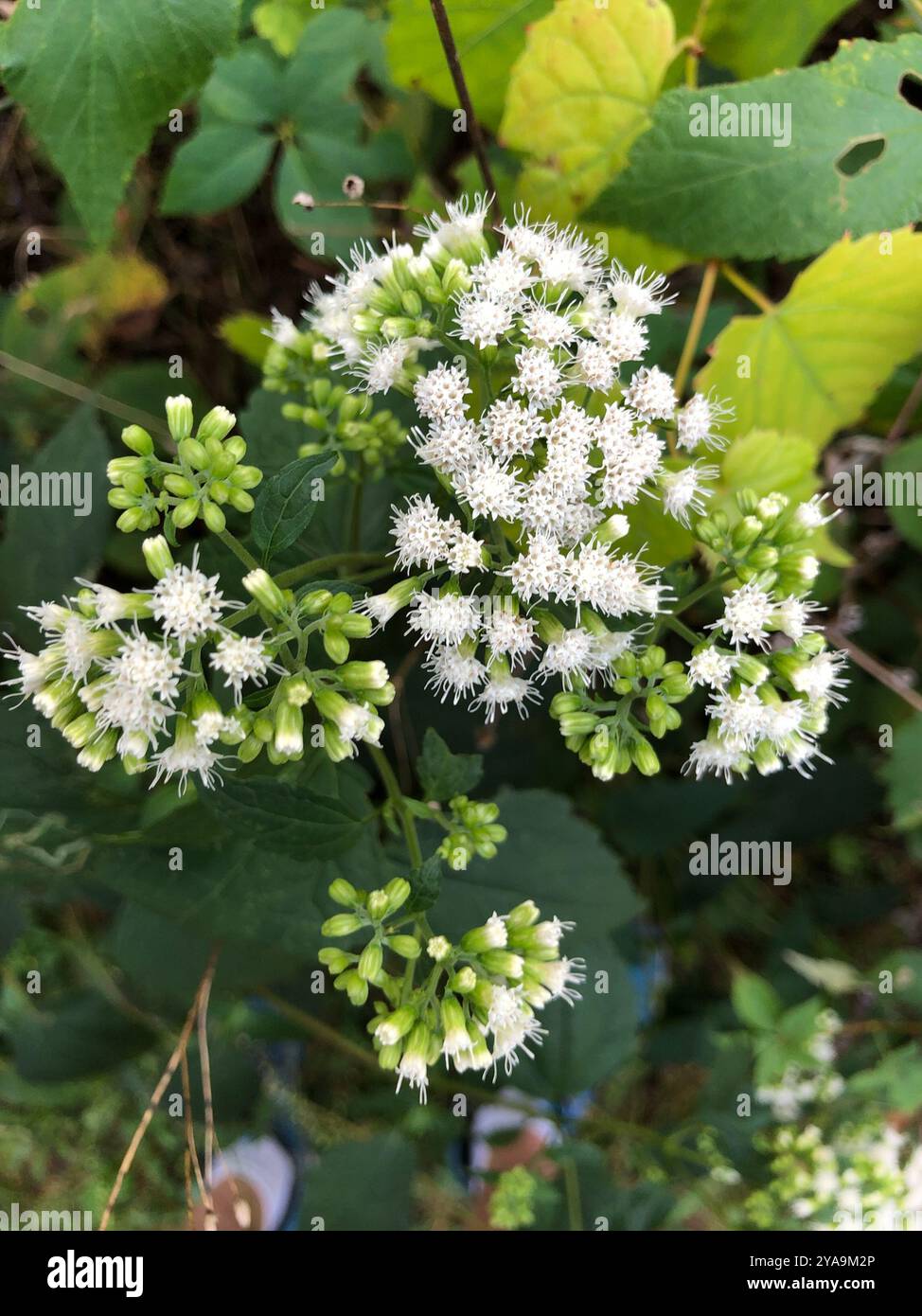 white snakeroot (Ageratina altissima) Plantae Stock Photo - Alamy