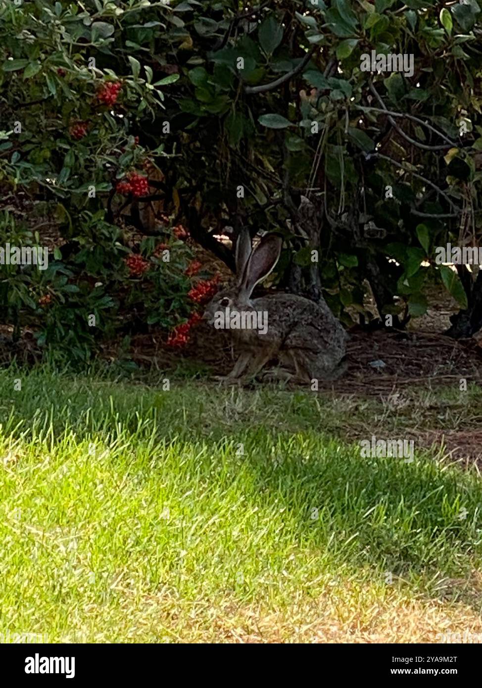 Black-tailed Jackrabbit (Lepus californicus) Mammalia Stock Photo - Alamy