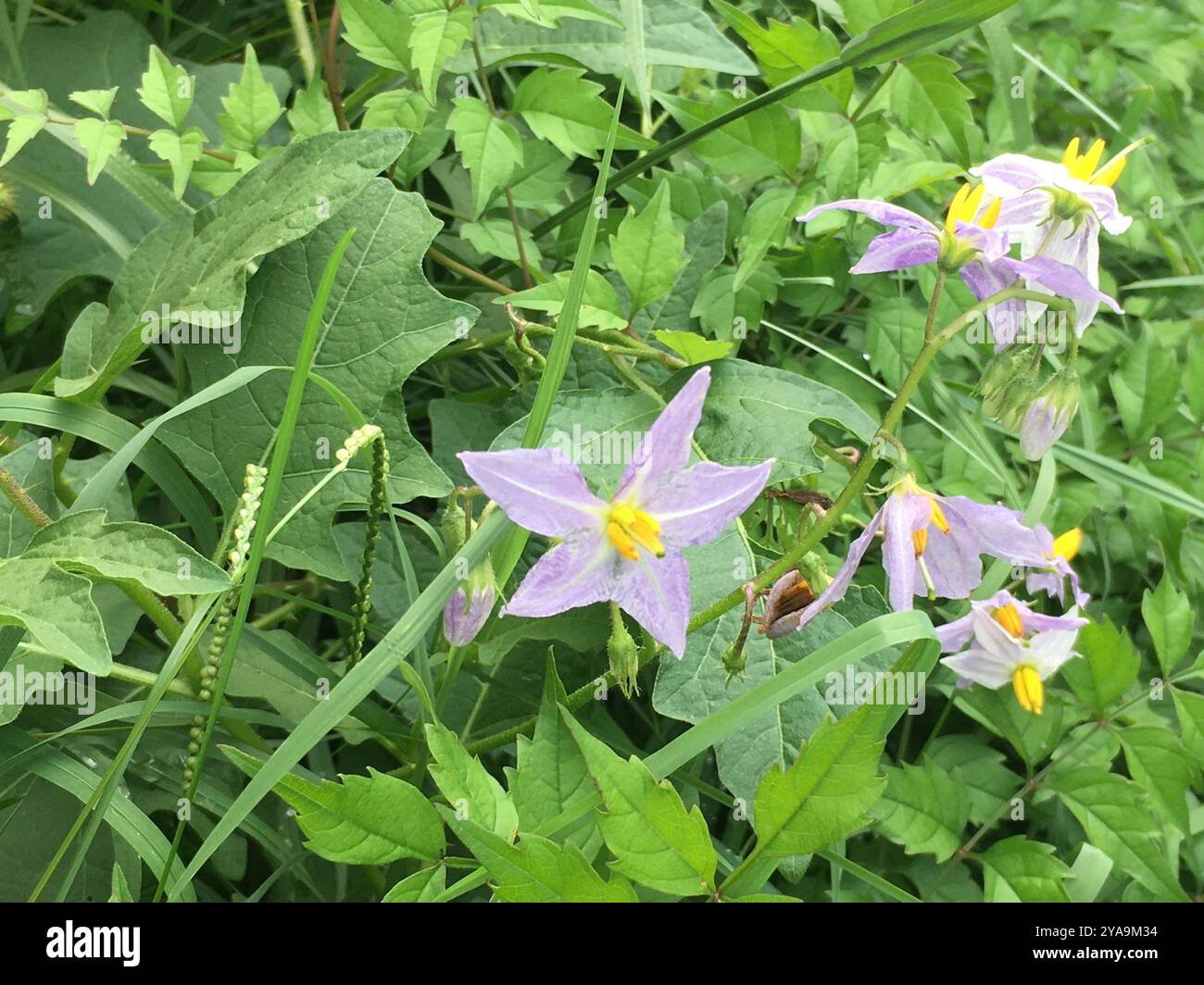Carolina horsenettle (Solanum carolinense) Plantae Stock Photo - Alamy