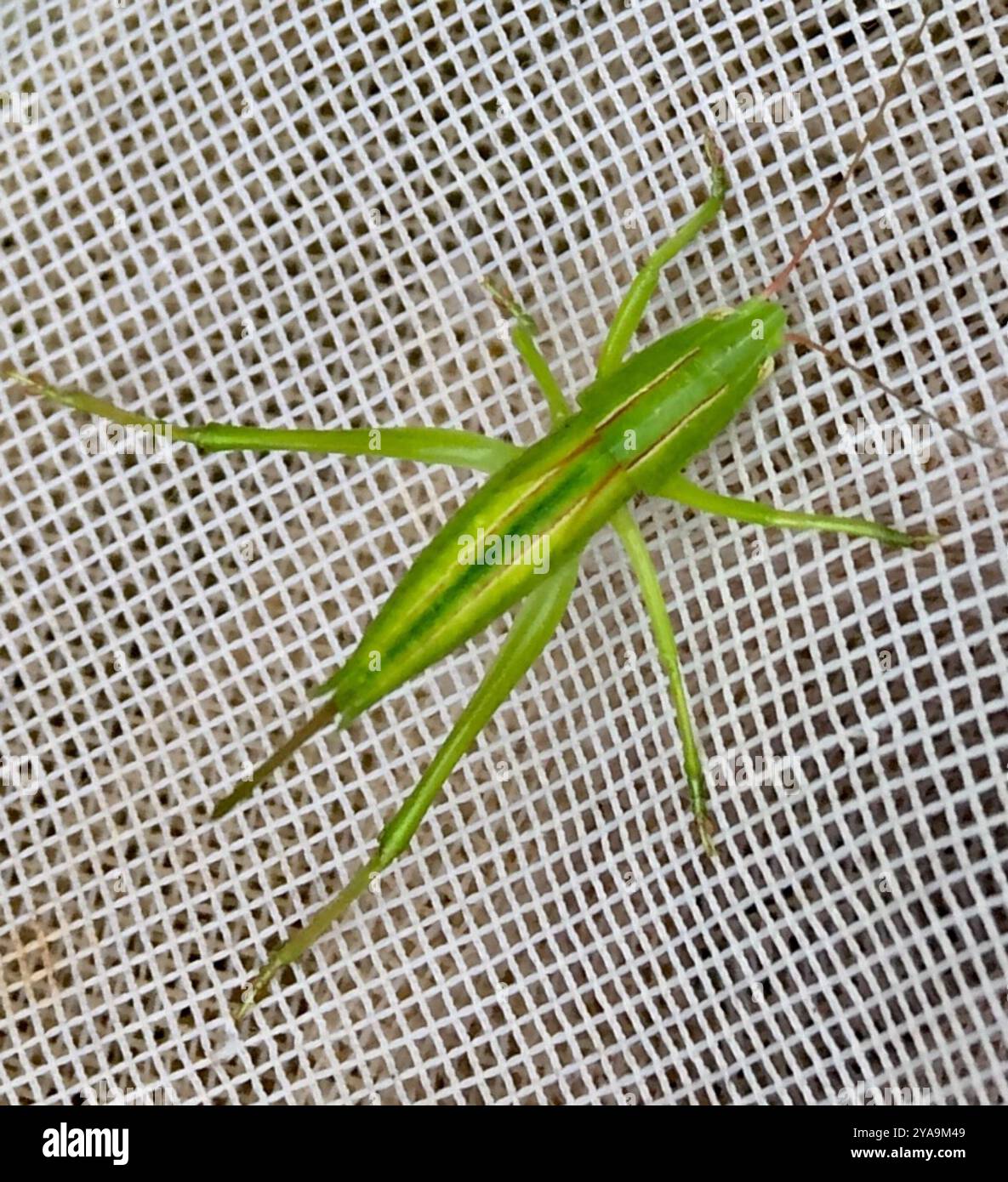 Broad-tipped Conehead (Neoconocephalus triops) Insecta Stock Photo - Alamy