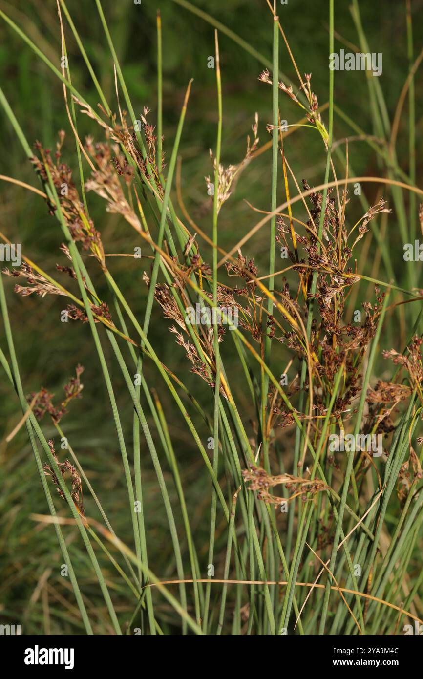 Hard Rush (Juncus inflexus) Plantae Stock Photo - Alamy