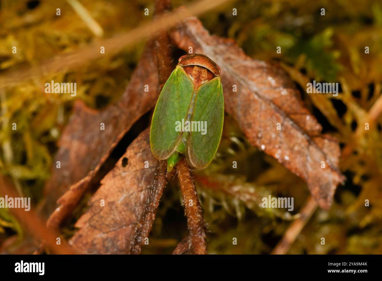 oak leafhopper (Iassus lanio) Insecta Stock Photo - Alamy