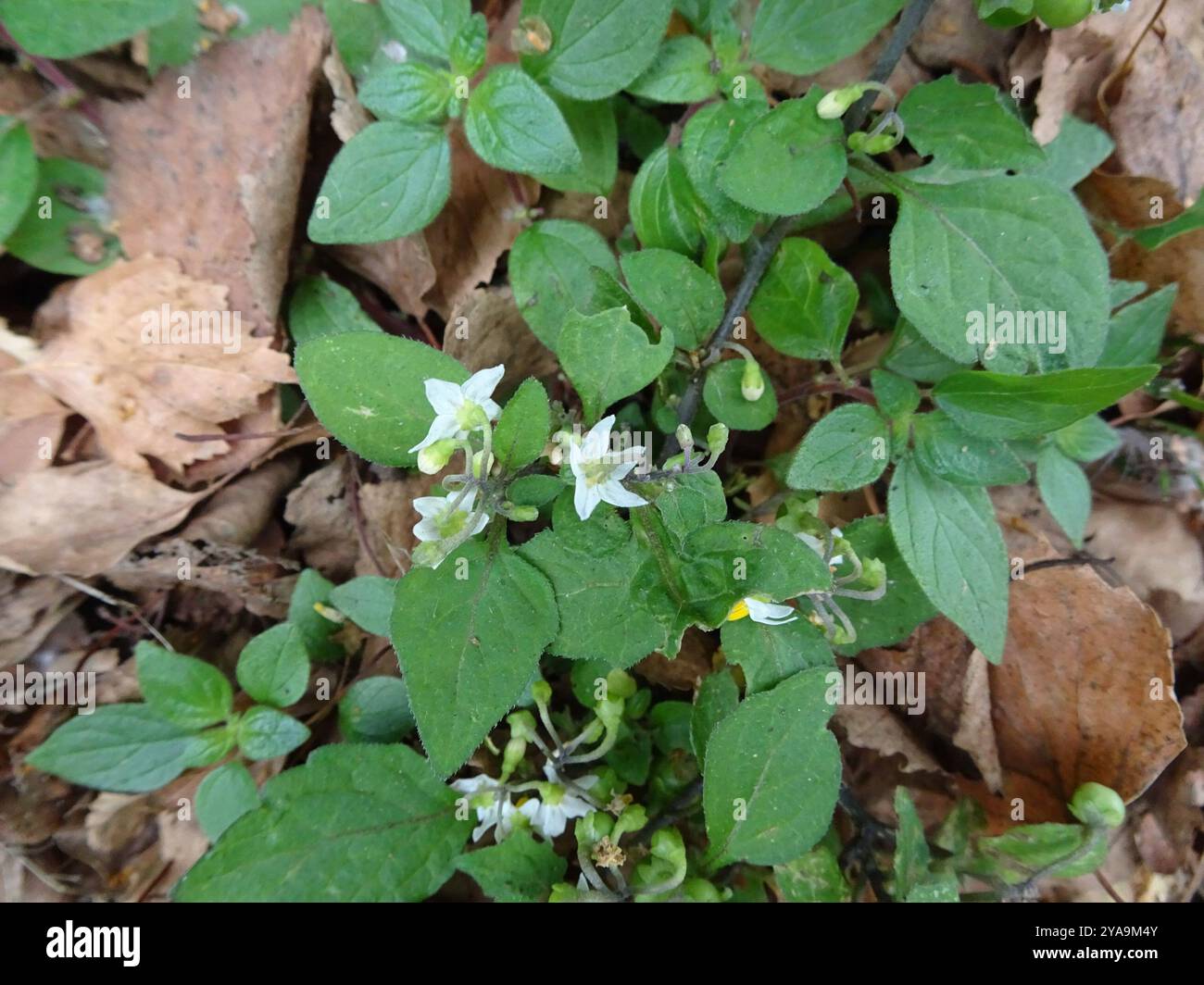black nightshade (Solanum nigrum) Plantae Stock Photo - Alamy
