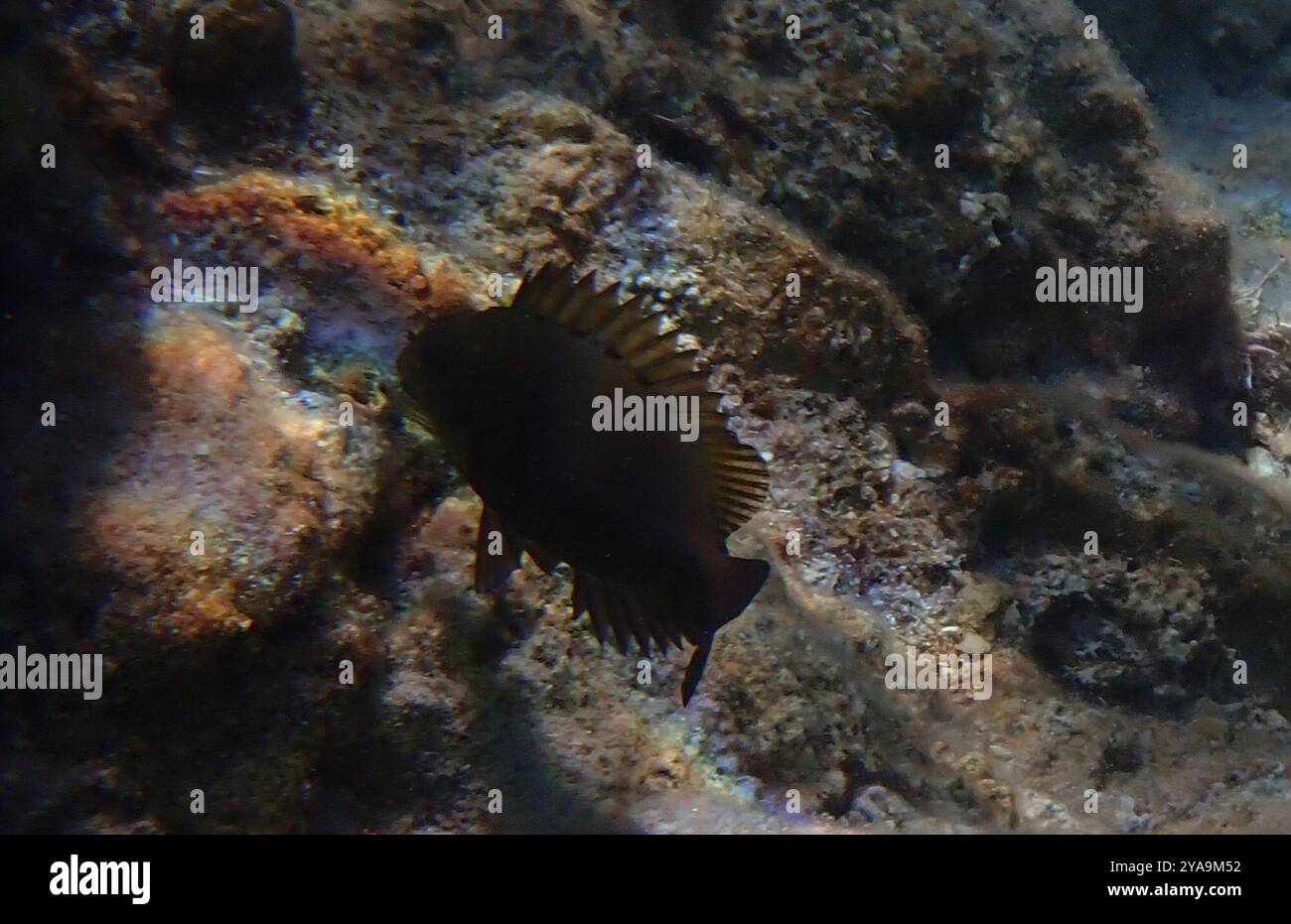 Dusky Spinefoot (Siganus luridus) Actinopterygii Stock Photo - Alamy