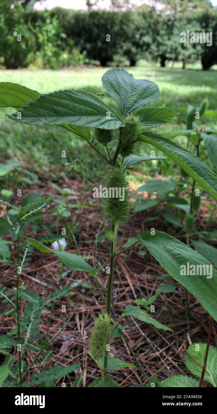 Field Copperleaf (Acalypha arvensis) Plantae Stock Photo - Alamy