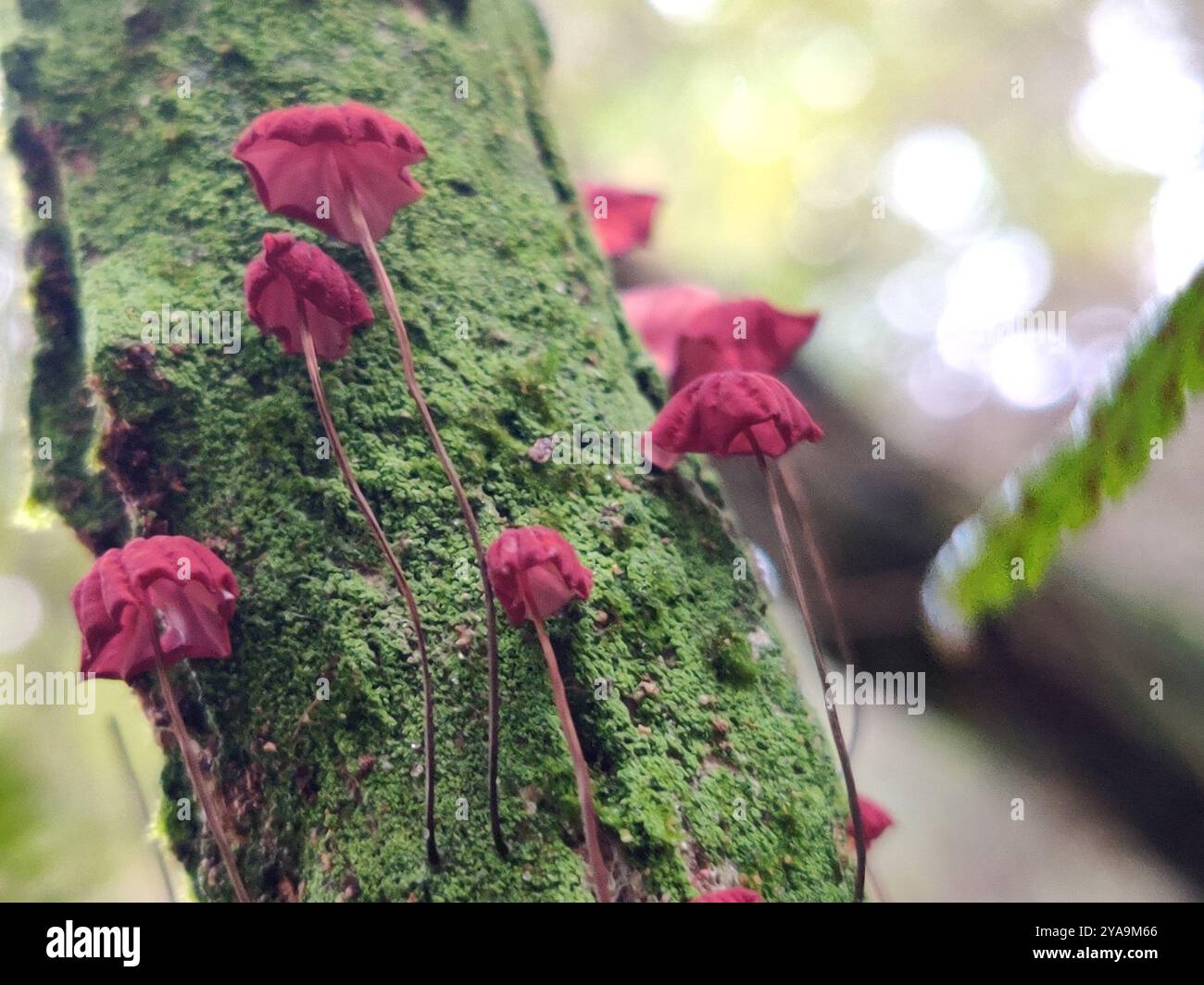 purple pinwheel (Marasmius haematocephalus) Fungi Stock Photo - Alamy