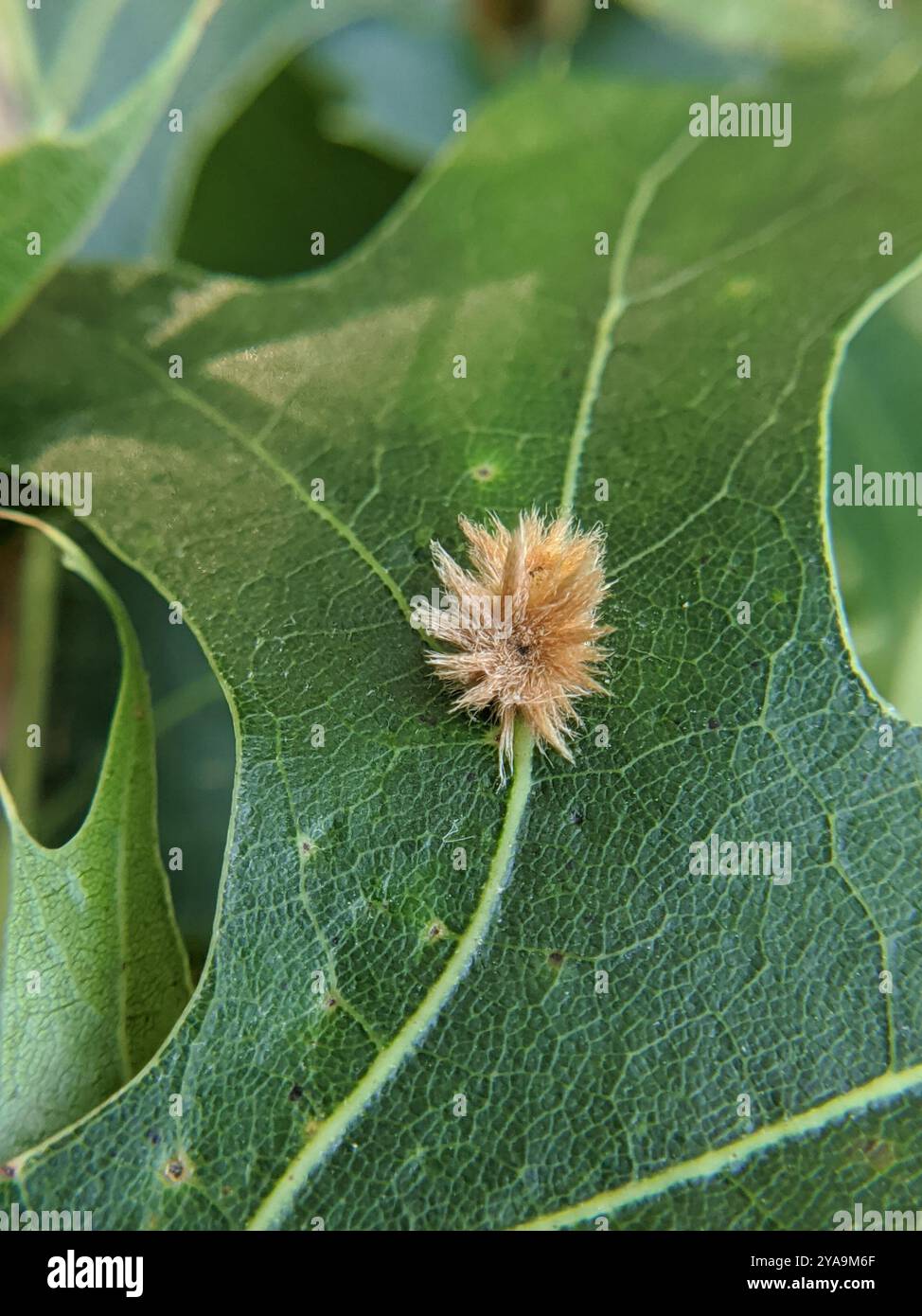 Furry Oak Leaf Gall Wasp (Callirhytis furva) Insecta Stock Photo - Alamy