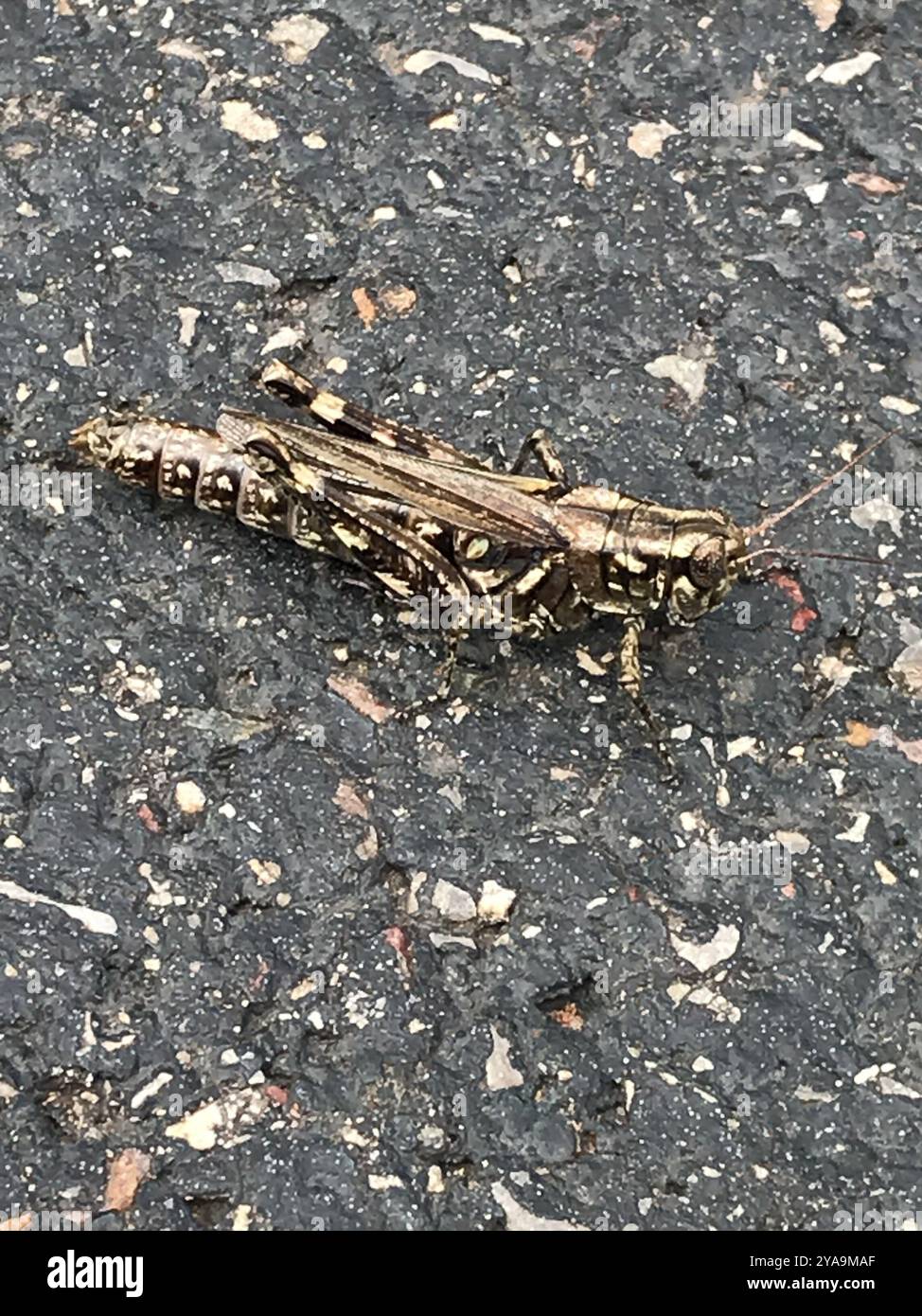 McClung's Juniper Grasshopper (Melanoplus macclungi) Insecta Stock ...