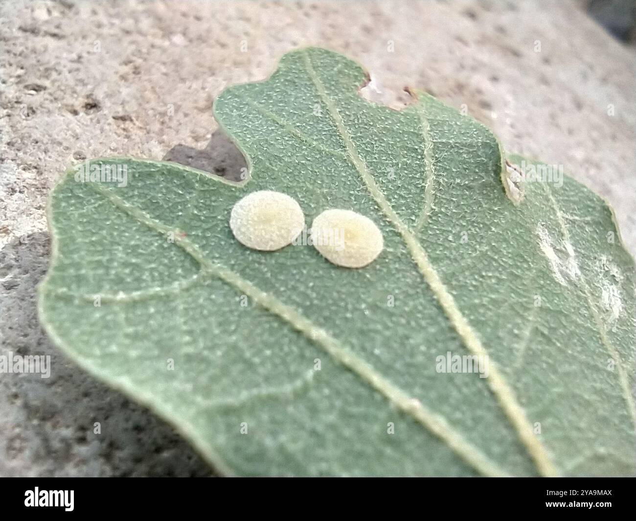 Common Spangle Gall Wasp (Neuroterus quercusbaccarum) Insecta Stock ...