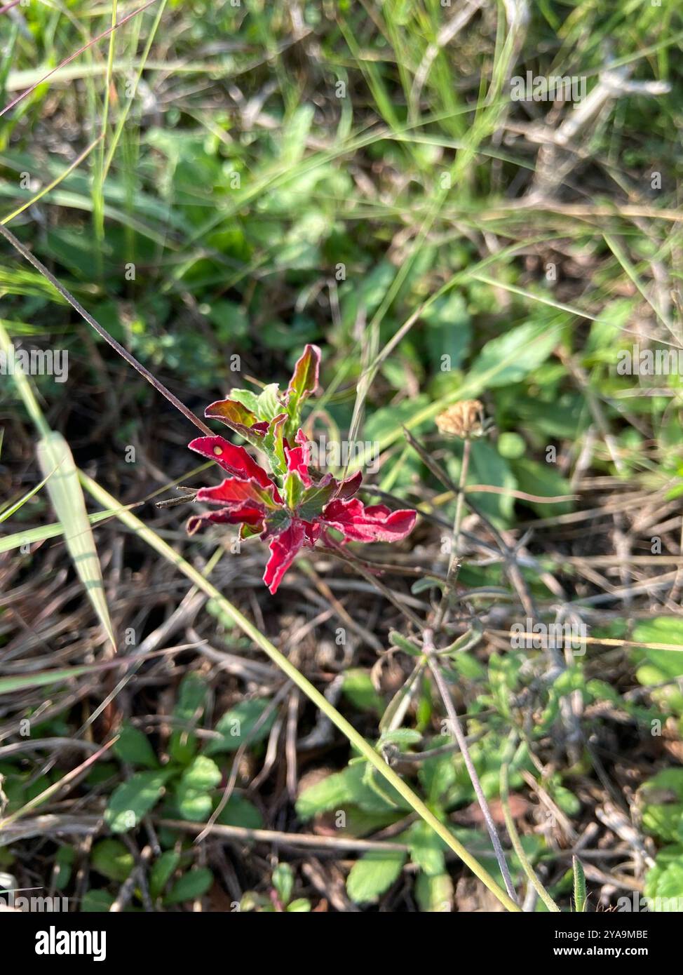 Krameria lanceolata hi-res stock photography and images - Alamy