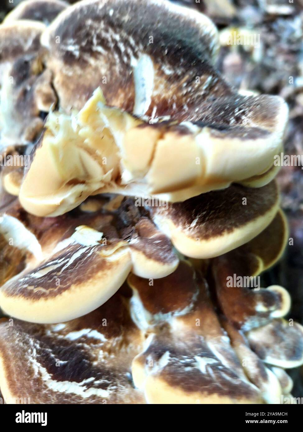 Giant Polypore (Meripilus giganteus) Fungi Stock Photo - Alamy