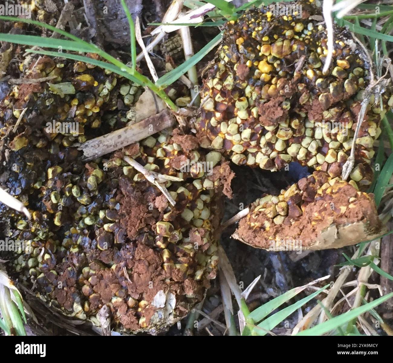 Dyeball (Pisolithus arhizus) Fungi Stock Photo - Alamy