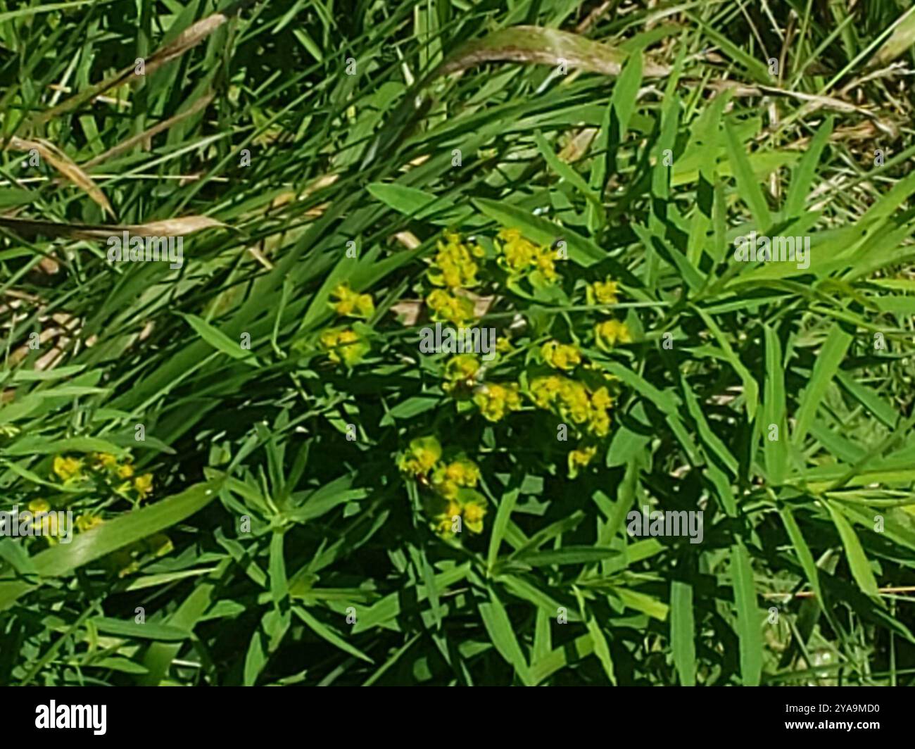 leafy spurge (Euphorbia esula) Plantae Stock Photo - Alamy