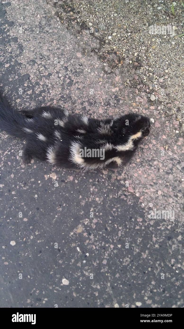 Eastern Spotted Skunk (Spilogale putorius) Mammalia Stock Photo - Alamy
