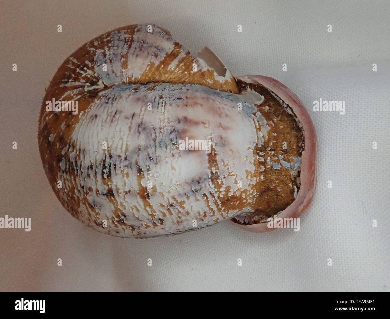 Up-mouth Snails (Anostoma) Mollusca Stock Photo - Alamy