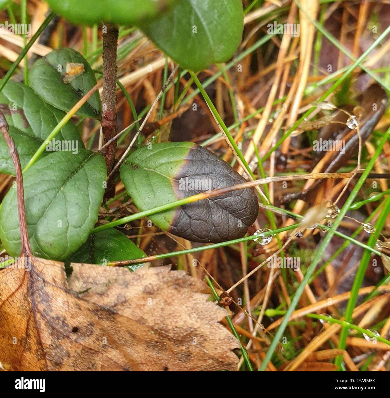 (Mycosphaerella stemmatea) Fungi Stock Photo - Alamy
