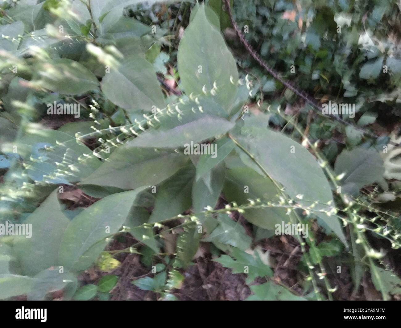 American jumpseed (Persicaria virginiana) Plantae Stock Photo - Alamy