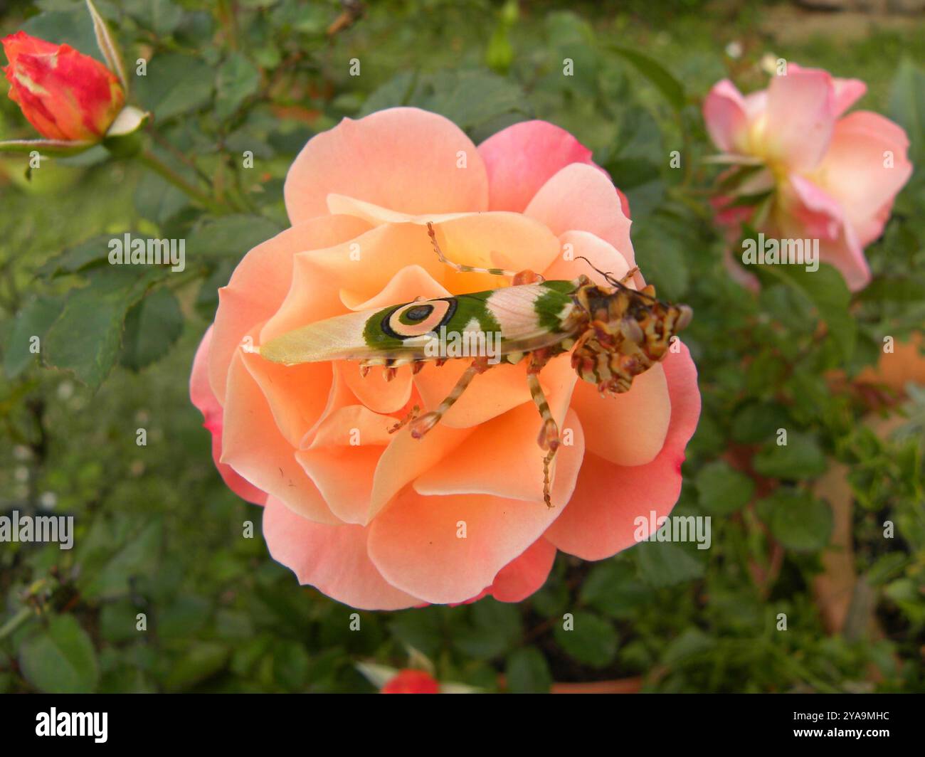 Common Spiny Flower Mantis (Pseudocreobotra wahlbergi) Insecta Stock ...