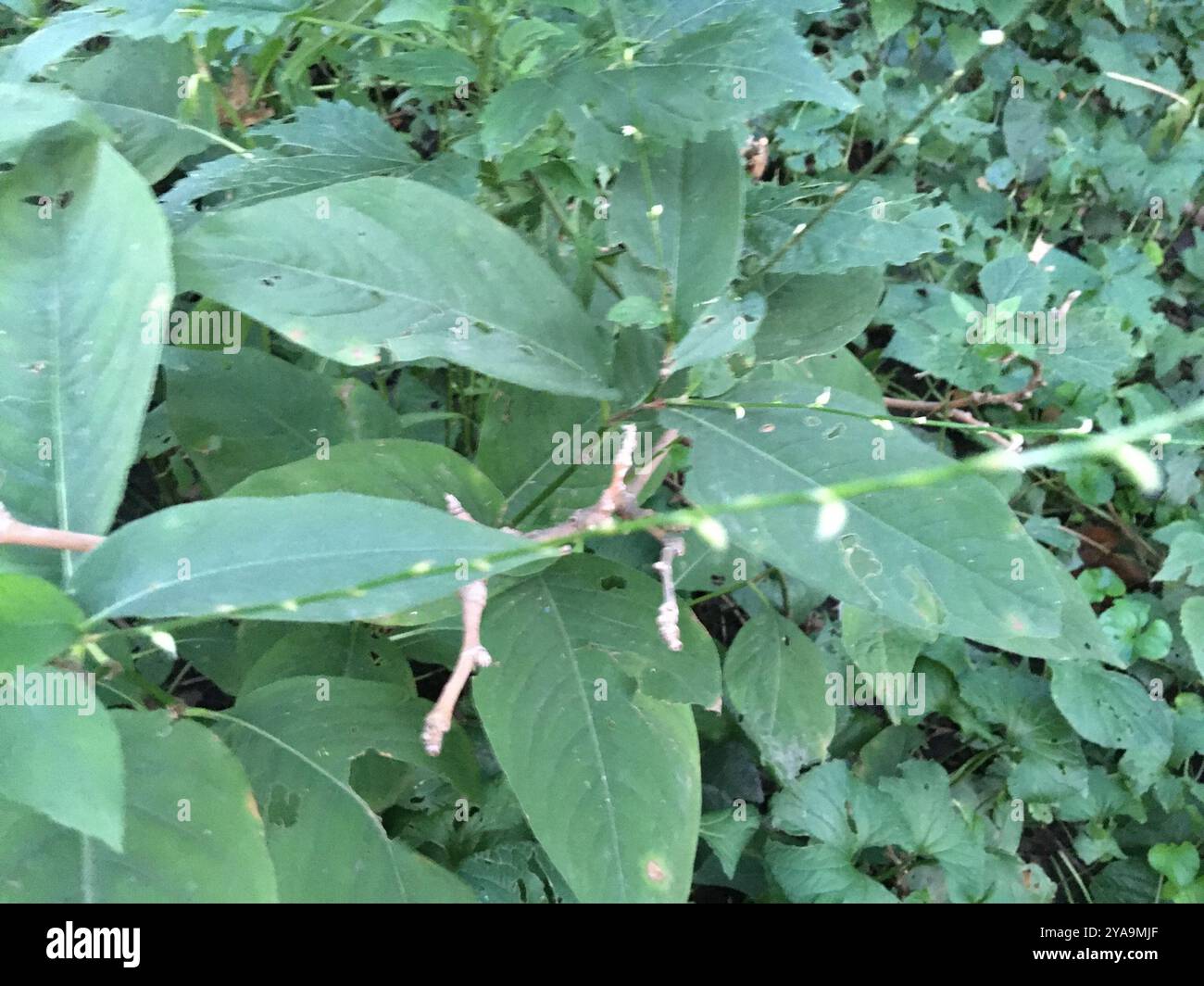 American jumpseed (Persicaria virginiana) Plantae Stock Photo - Alamy