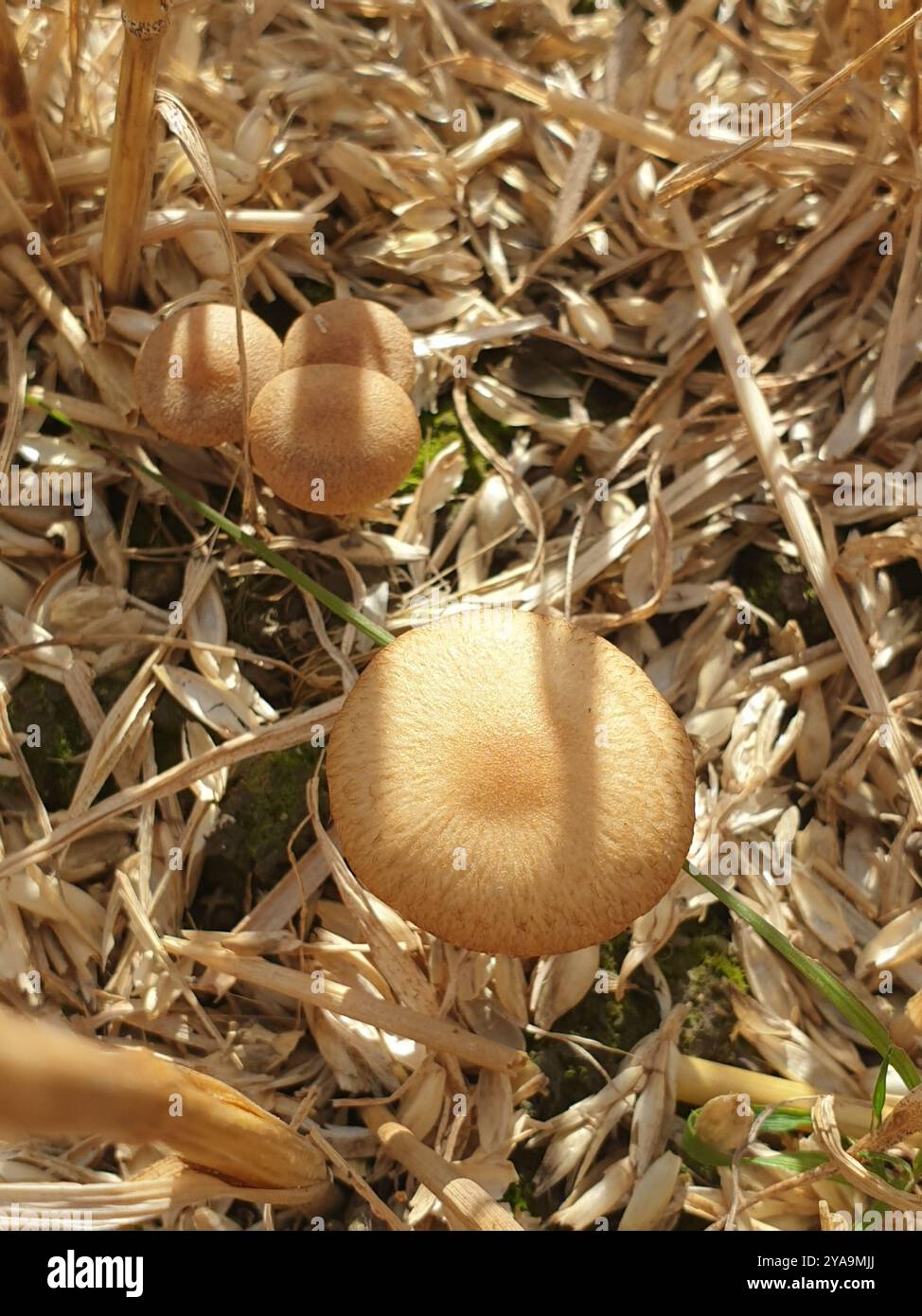 Common Fieldcap (Agrocybe pediades) Fungi Stock Photo - Alamy