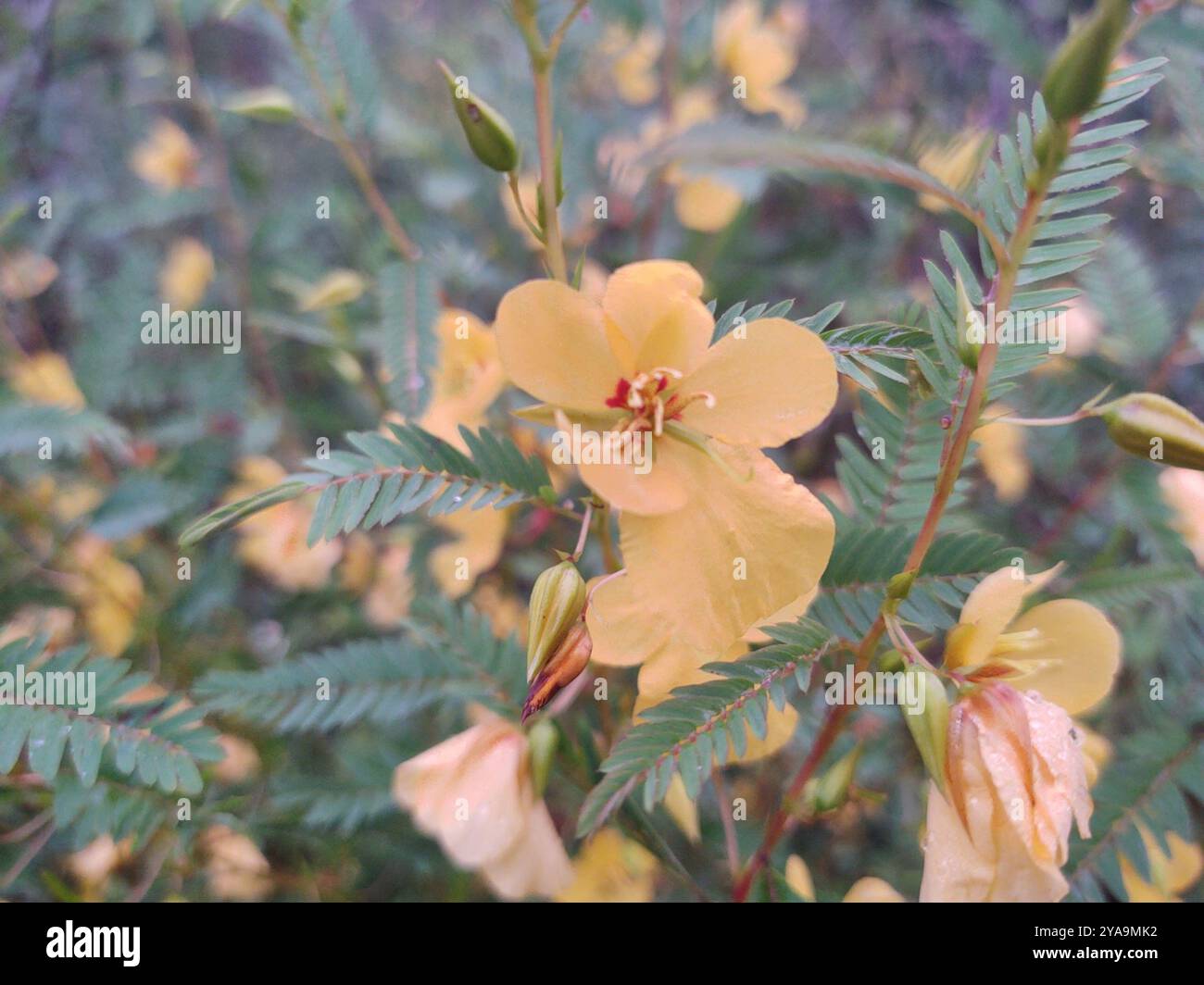 partridge pea (Chamaecrista fasciculata) Plantae Stock Photo - Alamy