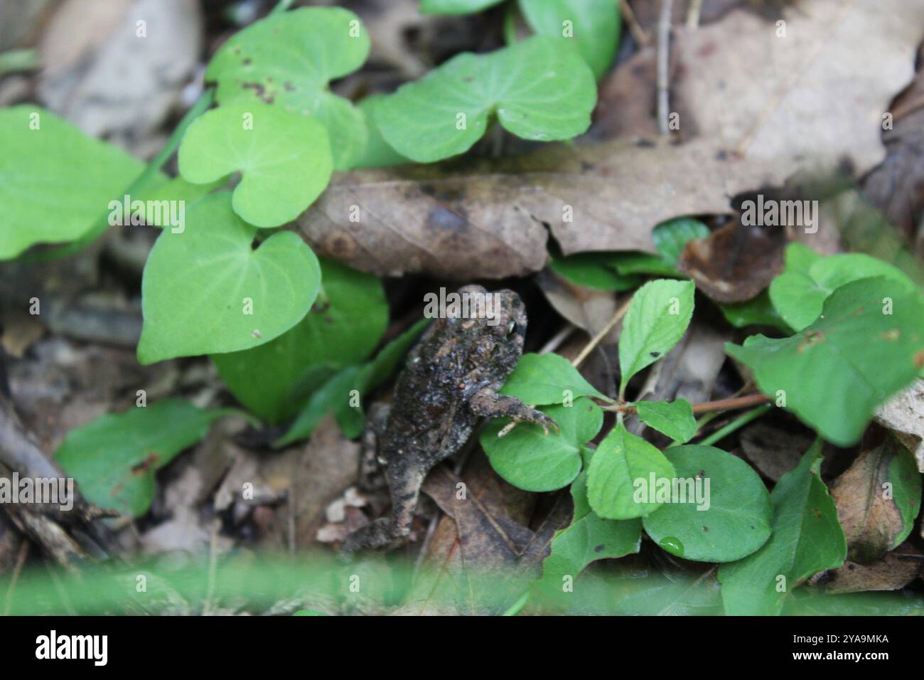 Pine Toad (Incilius occidentalis) Amphibia Stock Photo - Alamy