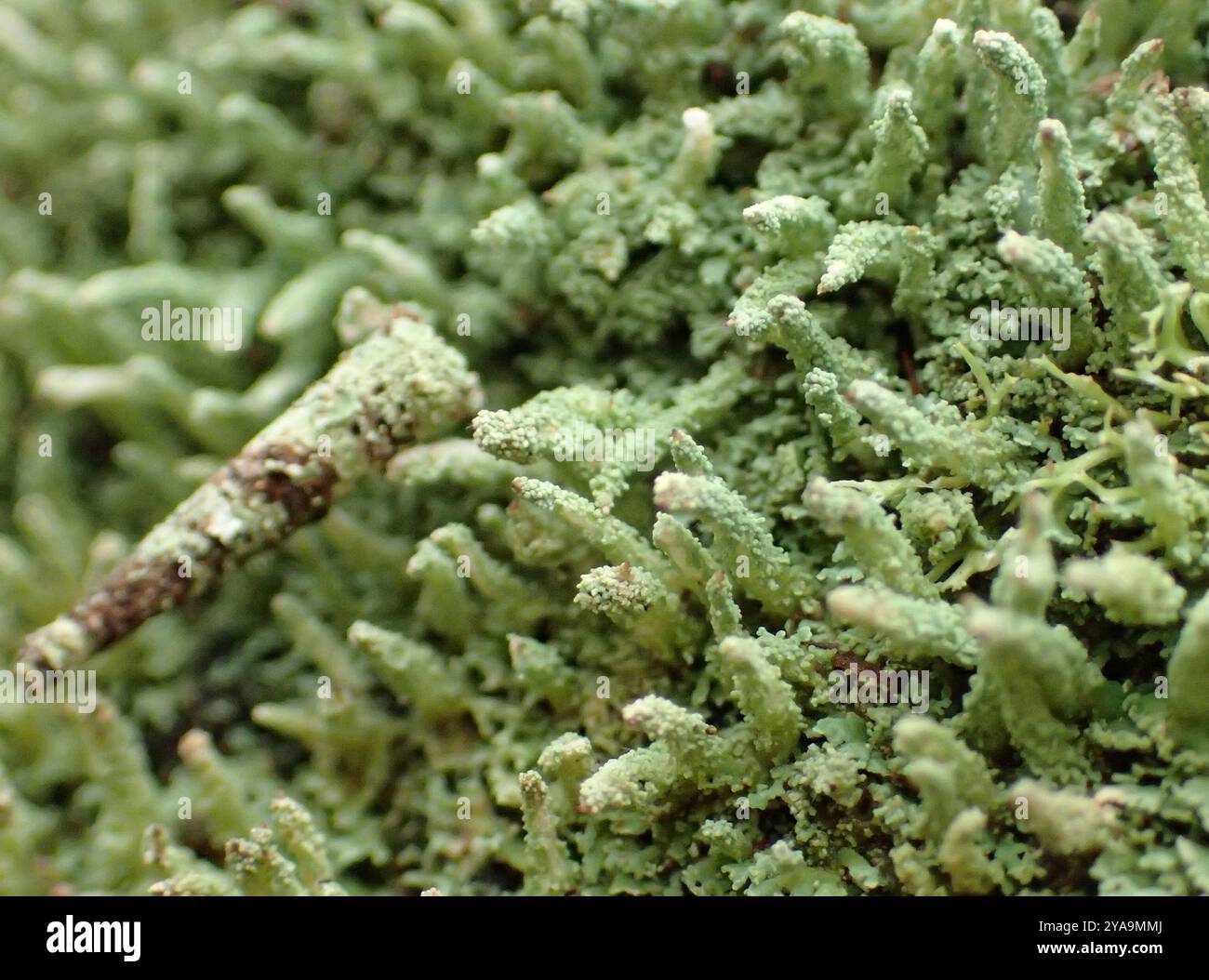 Bagworm Moths (Psychidae) Insecta Stock Photo - Alamy