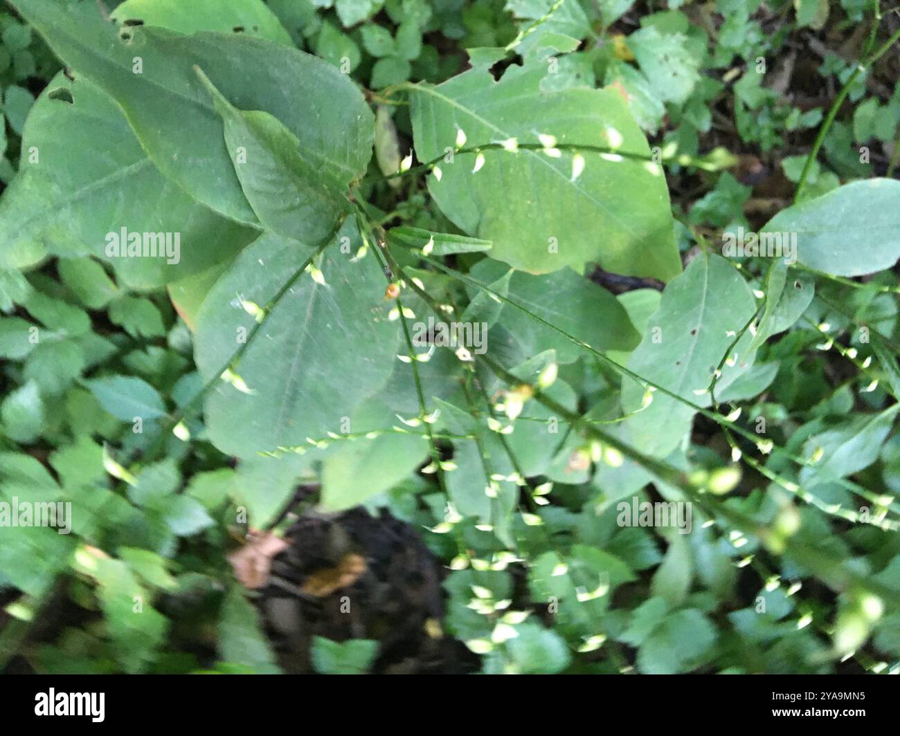 American jumpseed (Persicaria virginiana) Plantae Stock Photo - Alamy