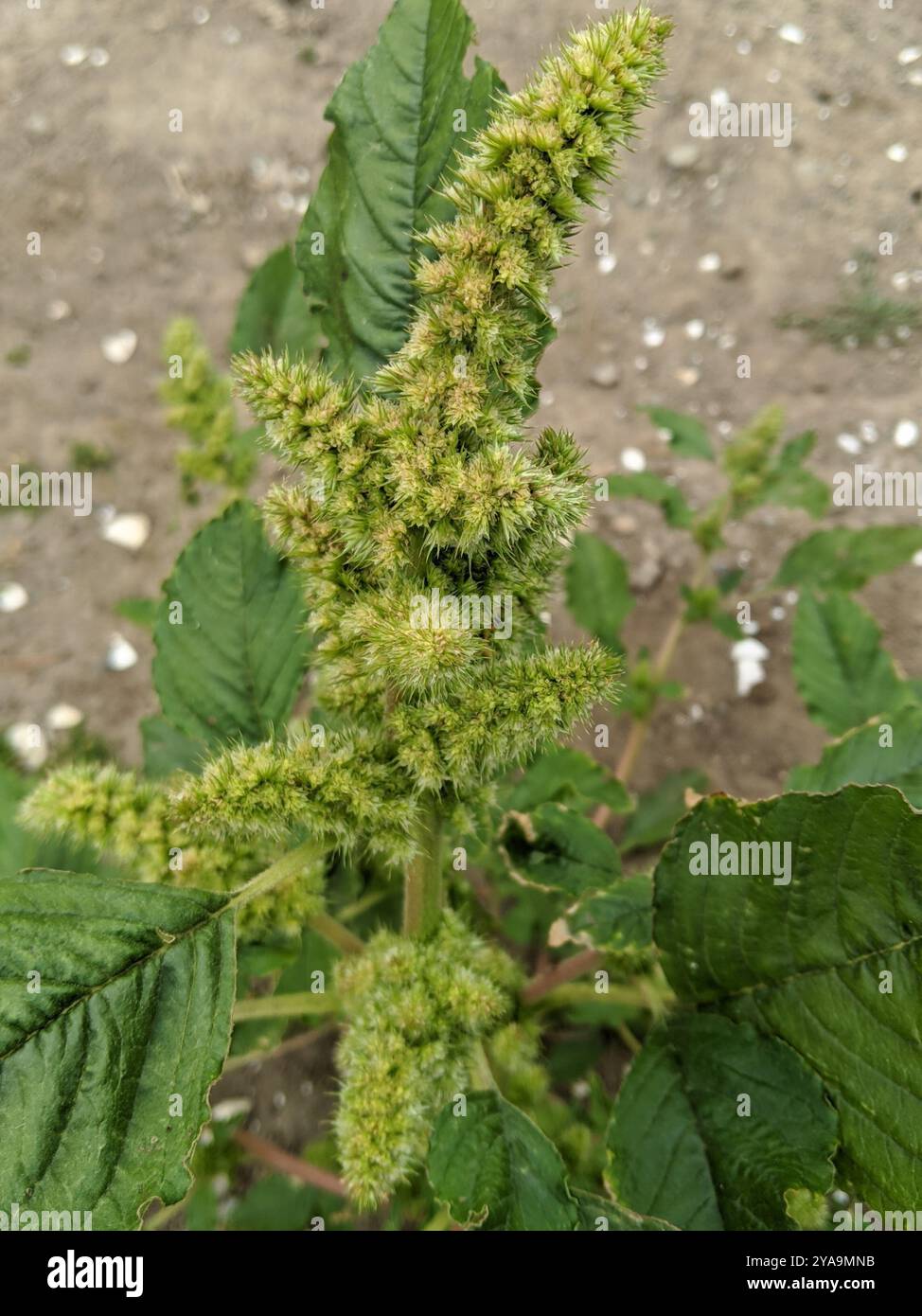 Redroot Amaranth (Amaranthus retroflexus) Plantae Stock Photo - Alamy