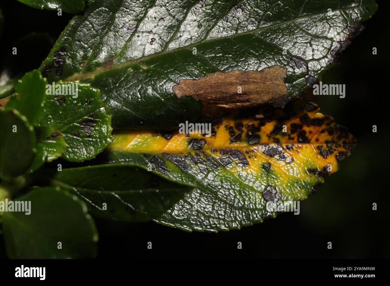 (Mycosphaerella escalloniae) Fungi Stock Photo - Alamy