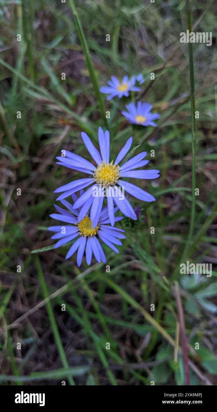 Grass-leaved prairie aster (Eurybia hemispherica) Plantae Stock Photo ...