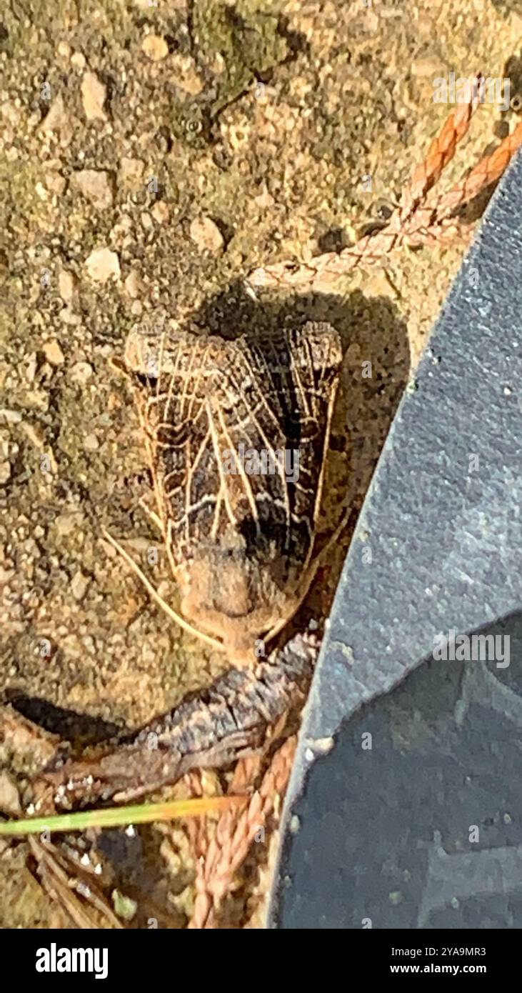 Lunar Underwing (Agrochola lunosa) Insecta Stock Photo - Alamy