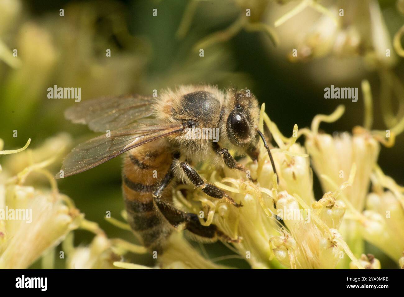 Western Honey Bee (Apis mellifera) Insecta Stock Photo - Alamy